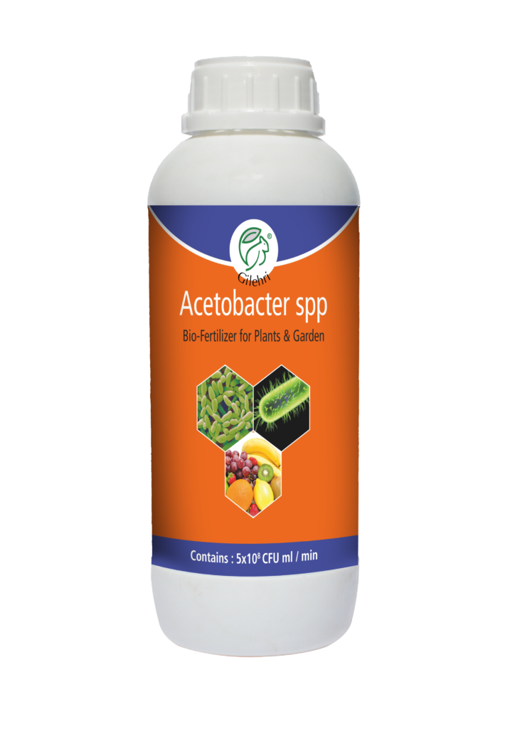 Acetobacter spp – Gilehri Organics