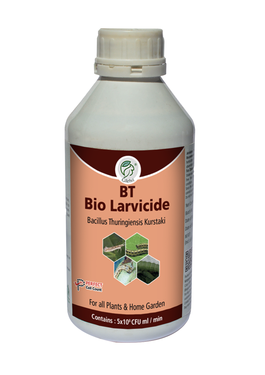 Bassilus T Gilehri Organics
